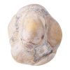 Spotted Agate Large Tumblestone 3-4cm - The Crystal Healing Shop West ...